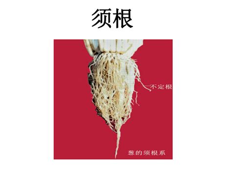 根和茎 课件34张PPT 21世纪教育网