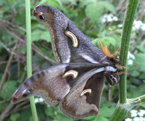 Epiphora Vacuna [intermedia] — “dark Lunar Emperor Moth” Welcome