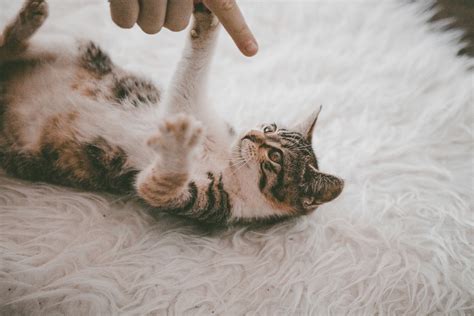Homeless Kitten Is Neither Male Nor Female Oddee