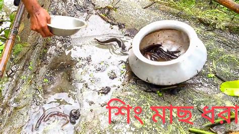 ঠেলা জাল দিয়ে বিল থেকে শিং মাছ ধরা Youtube