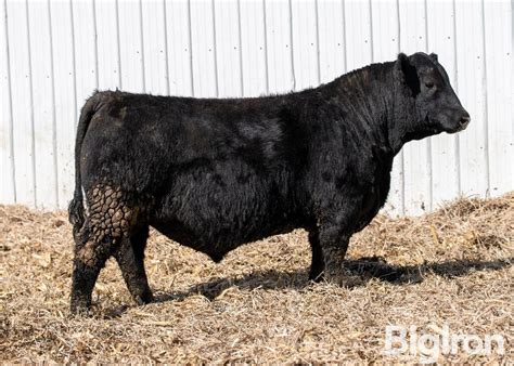 Dandd Teddy 226k Bigiron Auctions