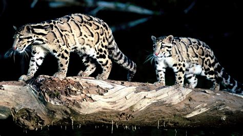 Clouded Leopard 1920x1080 Wallpaper