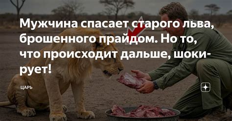 Мужчина спасает старого льва брошенного прайдом Но то что происходит дальше шокирует Царь
