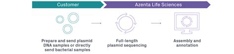 Whole Plasmid Sequencing Plasmid Ez Genewiz From Azenta