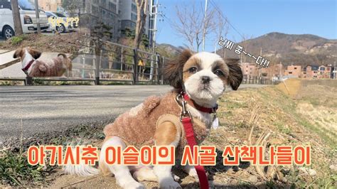 4k귀여운 아기시츄 이슬이상쾌한 시골길 산책했어요새로운 친구도만났는데 도망가요ㅠㅠ Youtube