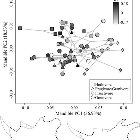 Principal Component Analysis Of Skull Shape In Ventral View With