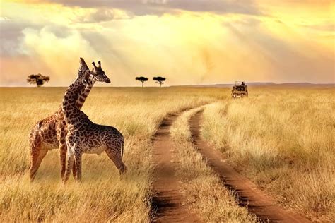 SAFARI River Oaks Travel Agency