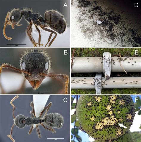 Dolichoderus Thoracicus A The Lateral View B The Full Face View C