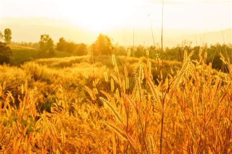 맞 죠 잔디 일몰 시간에서 Pennisetum Pedicellatum입니다 아름 다운 잔디 꽃입니다 배경 잔디 꽃과 오렌지 빛
