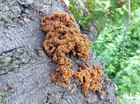 クビアカツヤカミキリにご注意ください江東区