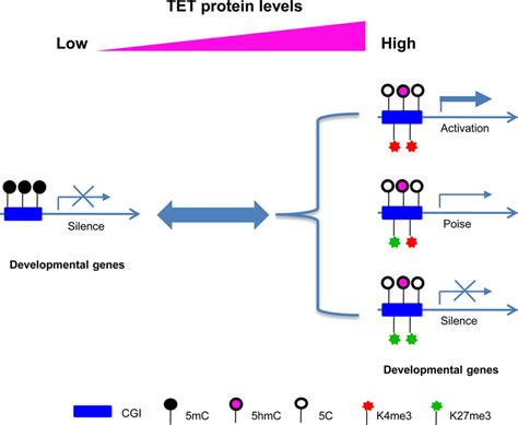A Hypothetic Model That Illustrates The Functional Role Of Tet Proteins