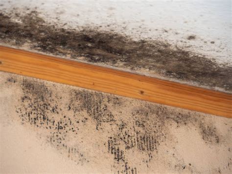 Mould Testing And Inspection Services Expert Mould Removal Solutions