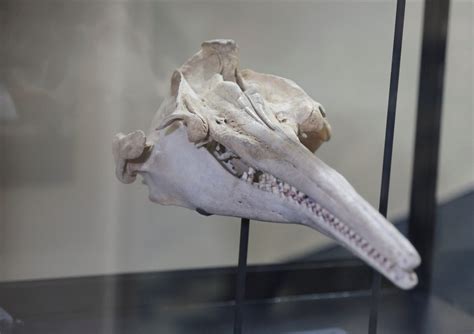Fossil Of 16 Million Year Old River Dolphin Found In Peru