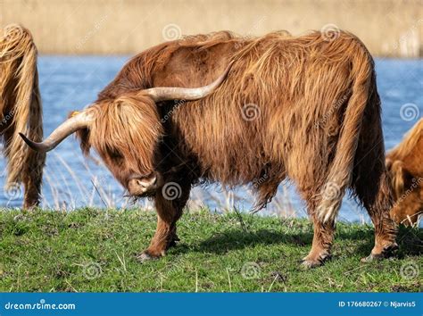 Close Up Of Long Horned Highland Cow With Lake In Background Stock