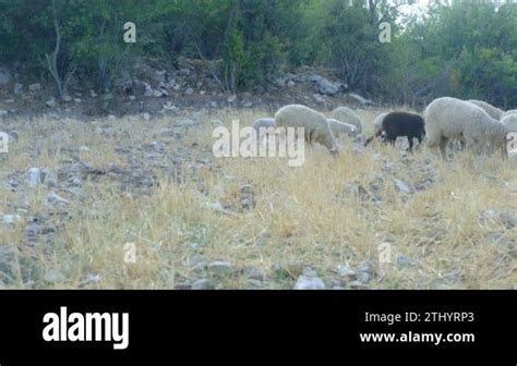 Mammal Agriculture Stock Videos And Footage Hd And 4k Video Clips Alamy