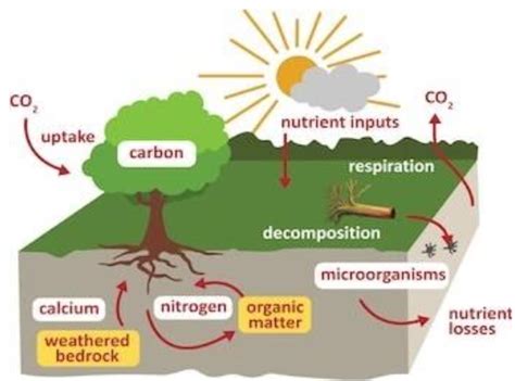 What Is Decomposition Explain Decomposition Cycle In A Terrestrial Ecosystem Draw Its