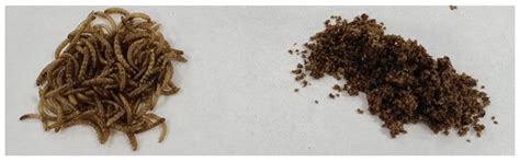 Effect Of The Addition Of Yellow Mealworm Tenebrio Molitor On The Physicochemical