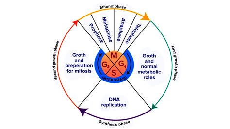 Which Event Occurs Before Mitosis And Should Never Occur After Meiosis I