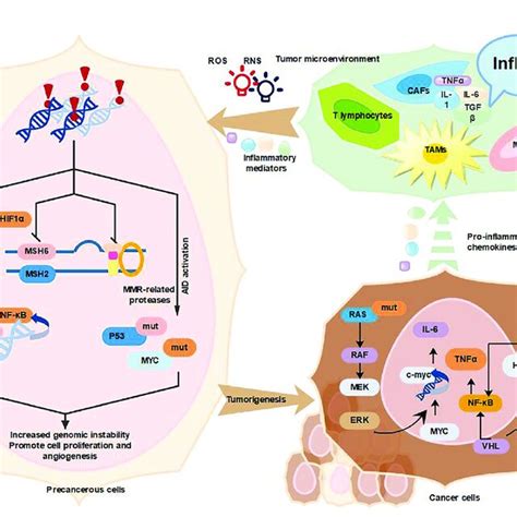 Pro Inflammatory Mediators Causing Tumor Resistance In The Tumor