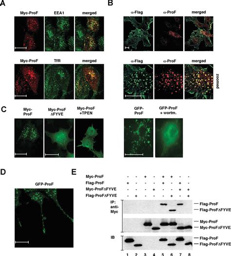 Subcellular Localization Of Prof A Hela Cells Were Transiently
