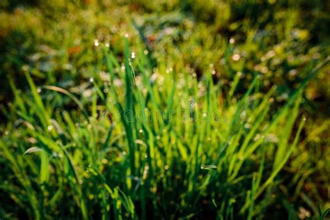 Fresh Morning Dew On Spring Grass Natural Background Close Up Stock