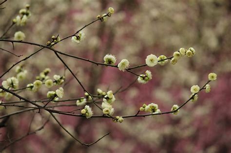 Plant Plum Blossom Green Free Photo On Pixabay Pixabay