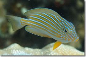 ニジハギ Acanthurus lineatus 魚図鑑 南国 Diving World