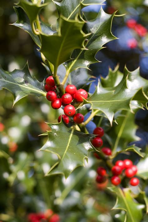 Holly Fertilization Tips When And How To Fertilize Holly Bushes