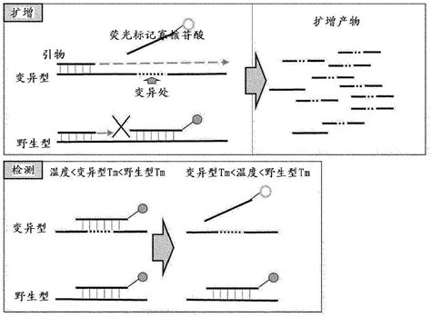 Gene Mutation Detection Method And Fluorescence Labeled Oligonucleotide