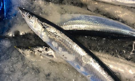 鮮魚通販 豊洲 Okawari 鮮魚店 旬の鮮魚をご紹介 豊洲おかわり鮮魚店