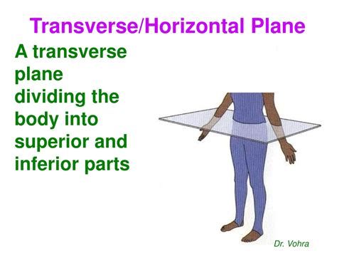 Transverse Plane