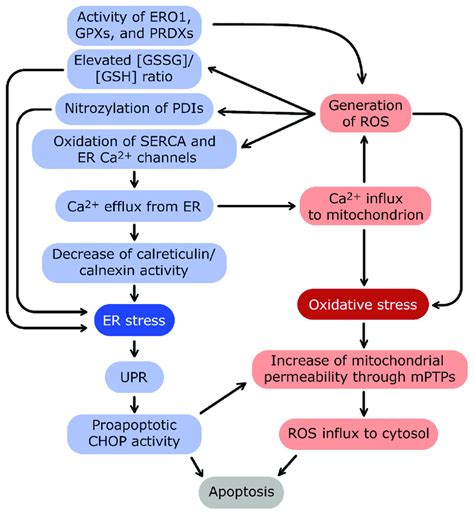The Crosstalk Between Er Stress And Oxidative Stress The Main Linkage