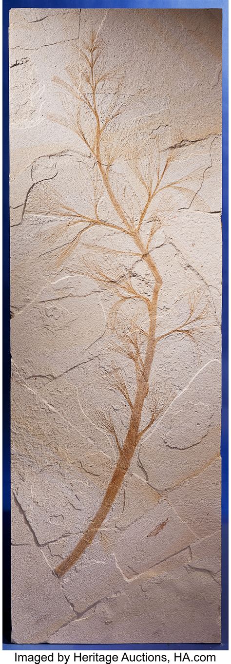 Rare Fossil Palm Stamen Fossils Paleobotany Plants Lot 49272