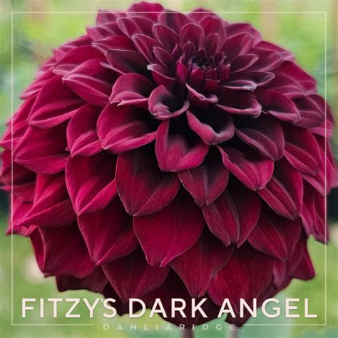 Fitzys Dark Angel Dahlia Ridge
