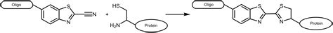 Biomers Net Reactive Linker Biomers Net Oligonucleotides