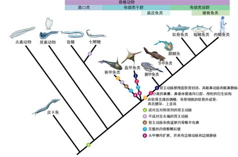 图文详情
