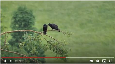 PythonGoogleColabでYOLOの物体検出AIを実装