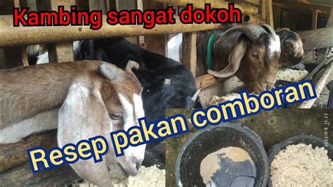 RESEP PAKAN COMBORAN UNTUK KAMBING Kambing Gemuk YouTube