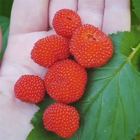 خرید و قیمت نهال رزبری آترتون ارسال با باربری وپسکرایه ترب