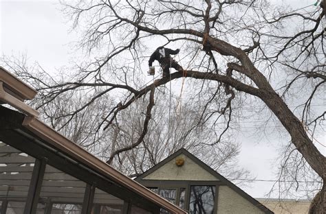 Tree Removal Tilly S Tree Services Inc Regina SK