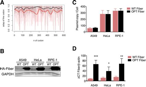 Codon Optimization Of The Adenoviral Fiber Negatively Impacts