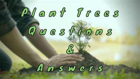 Plant Trees Questions And Answers Wittychimp