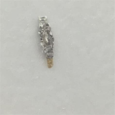 请问这是什么虫 知乎