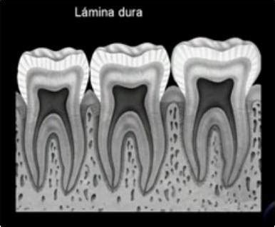 Periodoncia HUESO ALVEOLAR