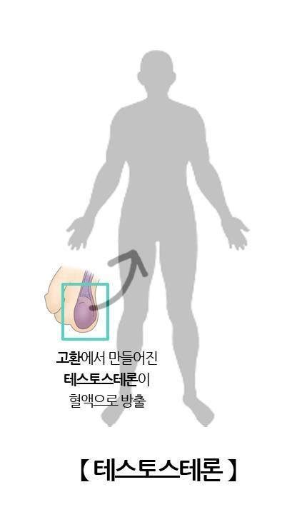 남성 호르몬 감소 생활 습관과도 관계있다 파이낸셜뉴스