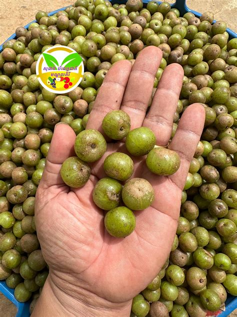 ផ្លែកន្ទួតព្រៃ សុផារ៉ា ប័រធម្មជាតិ មណ្ឌលគិរី