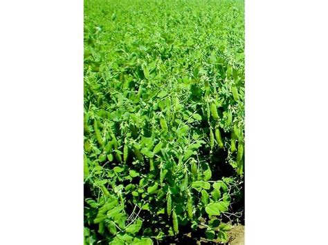 Многогодишните житни растения са основните треви при създаване на ливади и пасища Български Фермер