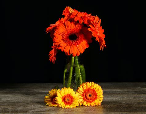 무료 이미지 자연스러운 꽃잎 주황색 노랑 빨간 꽃꽂이 조화 꽃 피는 식물 연간 공장 해바라기 꽃다발 꽃을