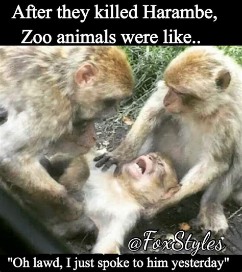He Dindu Nuffin Meme By Chrisman18278 Memedroid