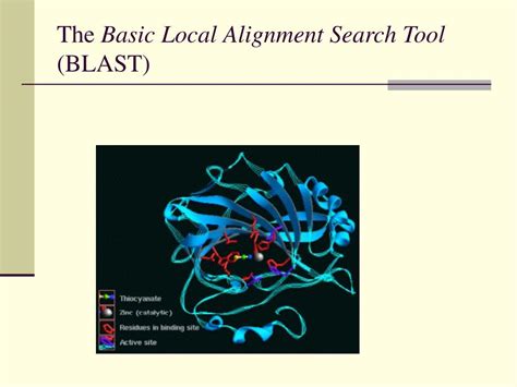Ppt The Basic Local Alignment Search Tool Blast Powerpoint